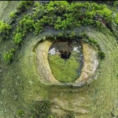 Nicolás Cuervo | Superocho